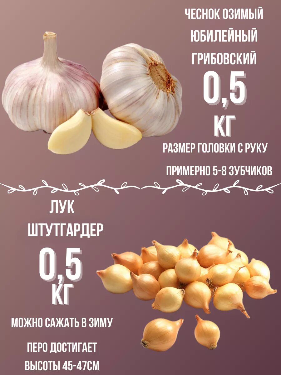 Набор Лук Штутгардер и Чеснок Озимый 0,5кг