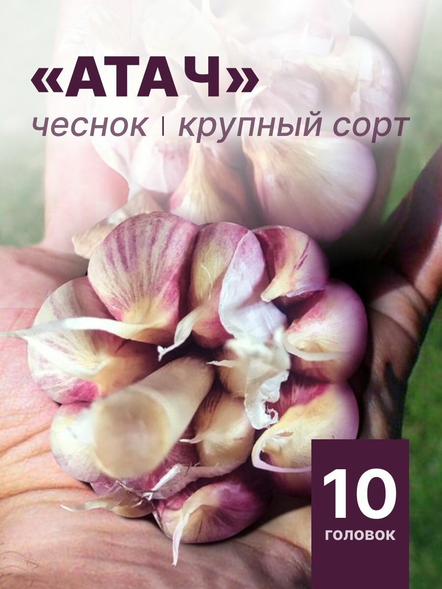 Гигантский чеснок на посадку "Атач" 10 головок