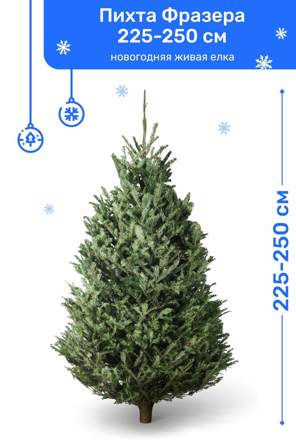 Пихта Фразера, новогодняя живая елка, 225-250 см