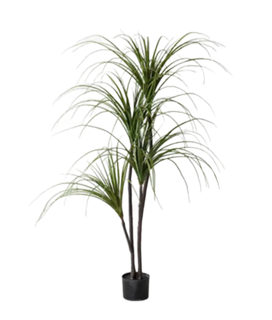 Драцена 150 см