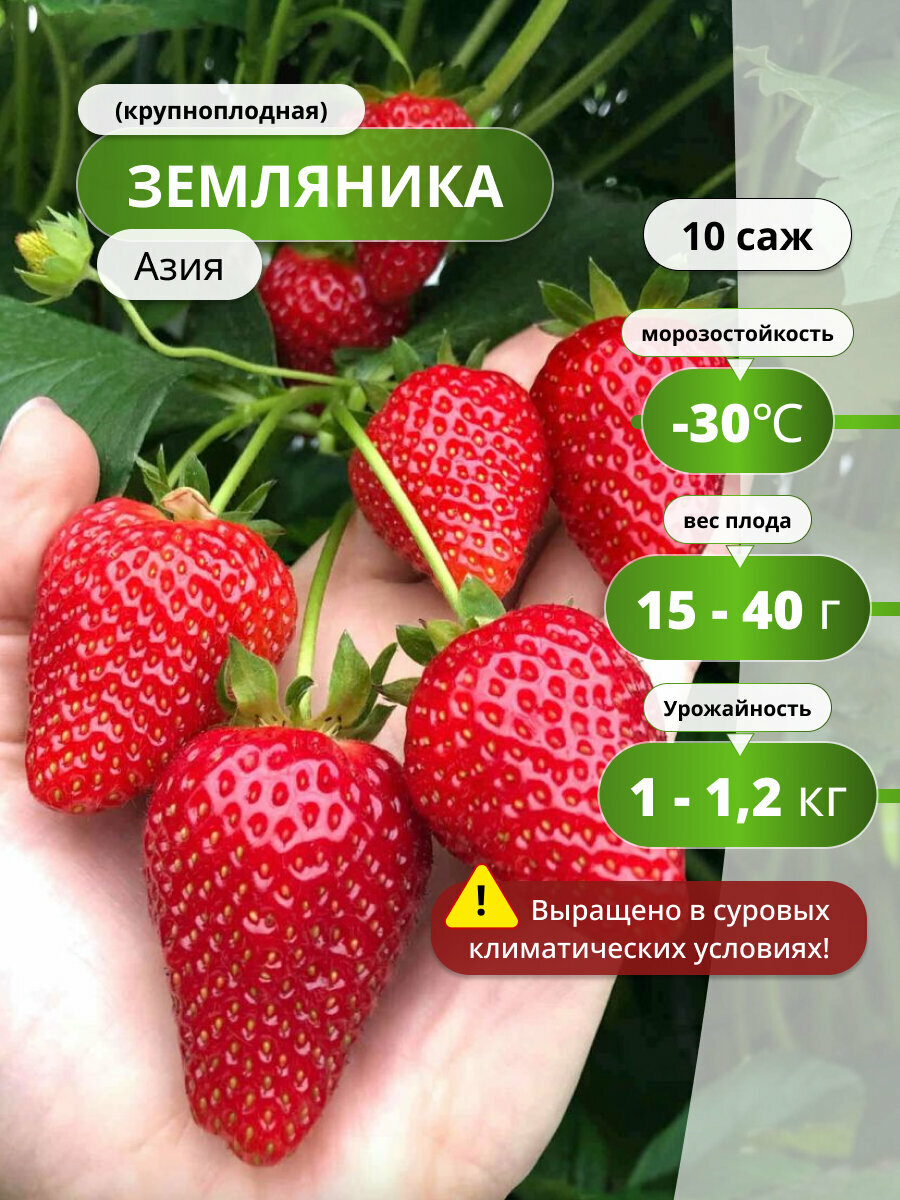 Клубника "Азия", крупноплодная, для открытого грунта, 10 шт, красный