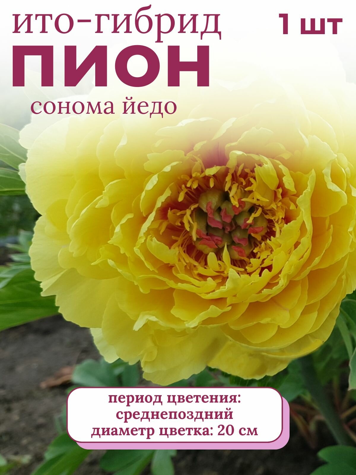 Пион ИТО-гибрид, многолетние цветы 1 шт