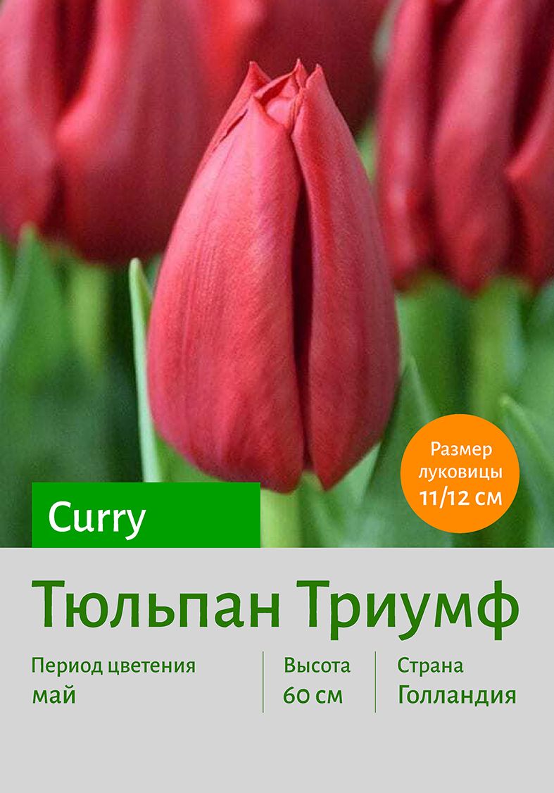 Тюльпан Карри (Curry), Триумф. Луковицы, 3 шт. Сотка.