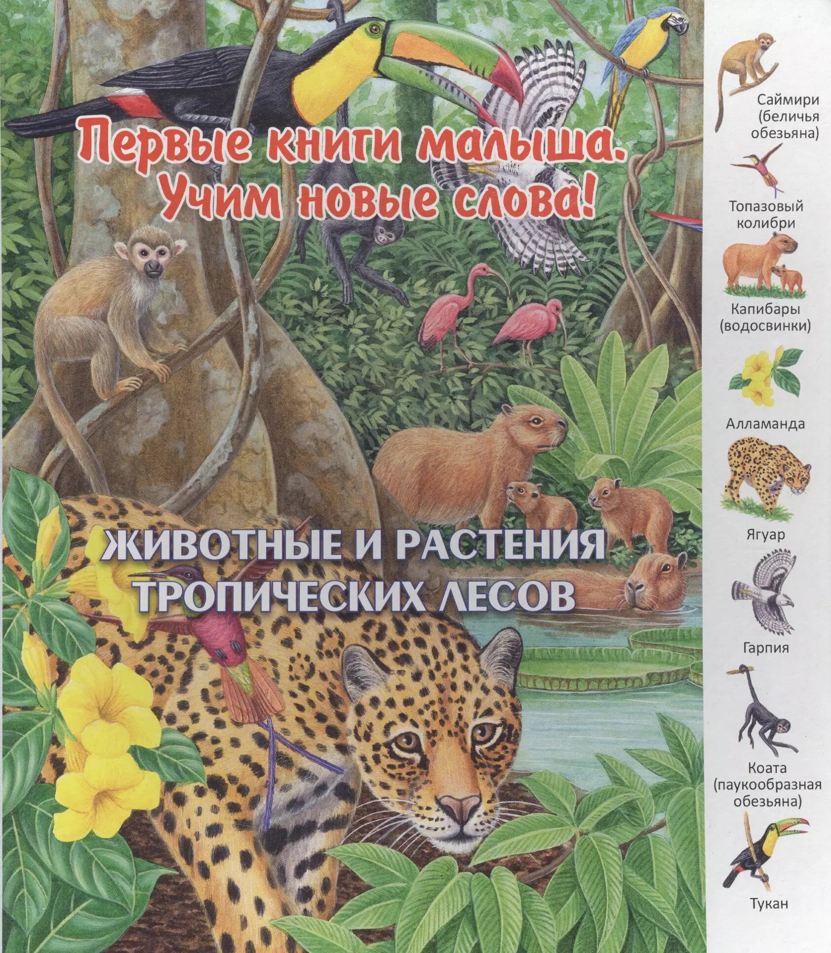 Животные и растения тропических лесов (ПерКнМалУчНовСл) (картон) Комарова