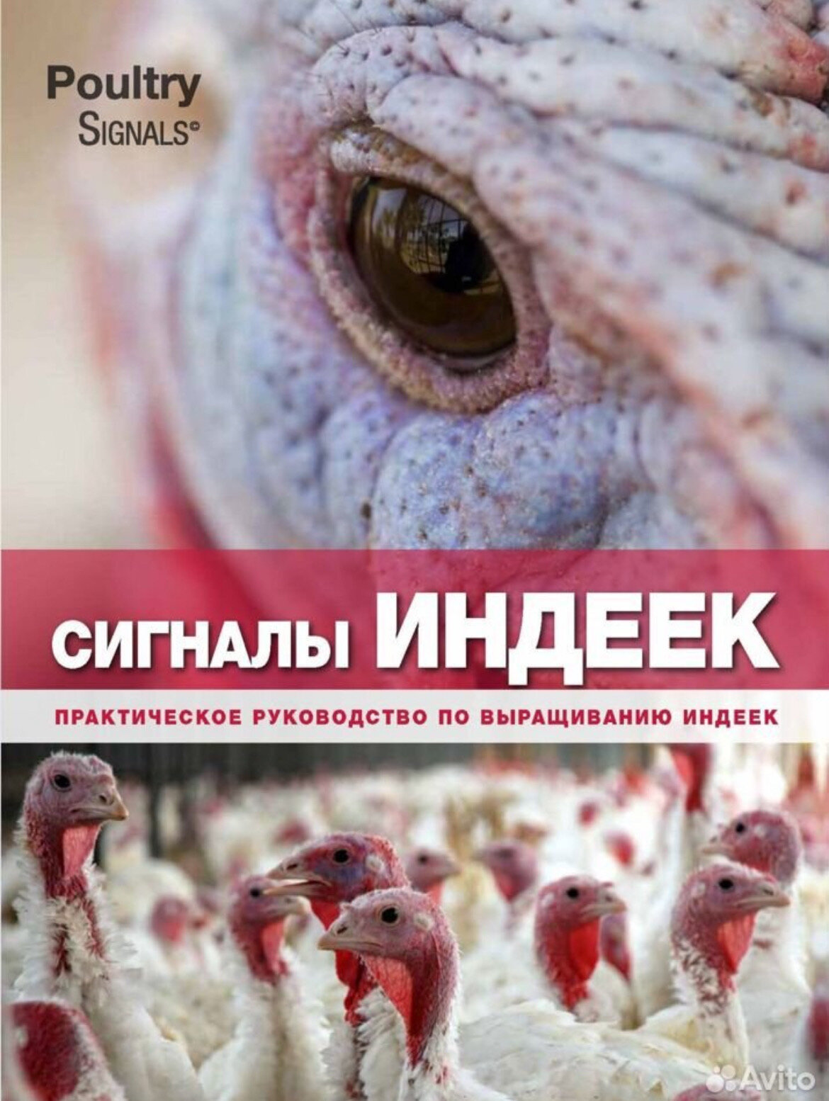 Сигналы индеек