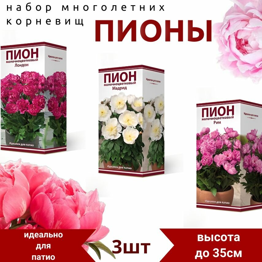 Набор молочноцветковый пион, Рим, Мадрид, Лондон, 3шт