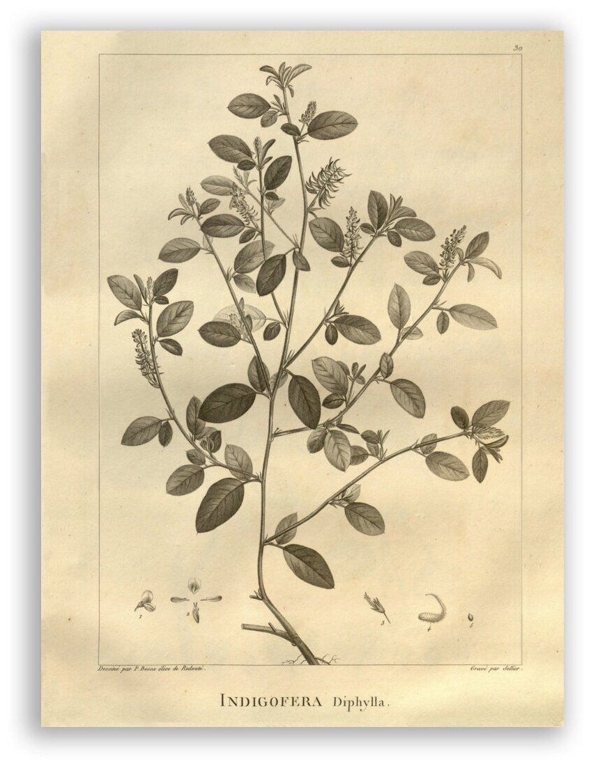 Гравюра Постер на бумаге / Indigofera / Индигофера