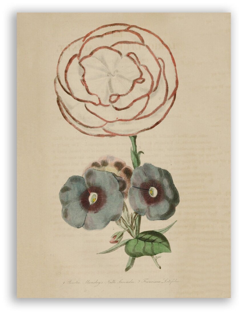 Гравюра Постер на бумаге / Mansleys Null Secundus, Franciscea Latifolia