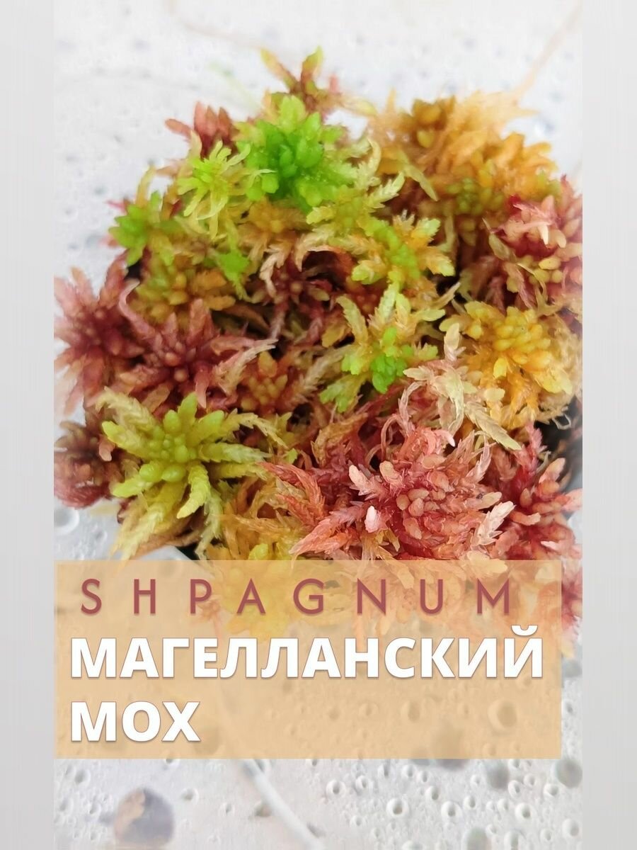 Магелланский мох сфагнум Premium: идеальный выбор для декора и здоровья ваших растений и питомце