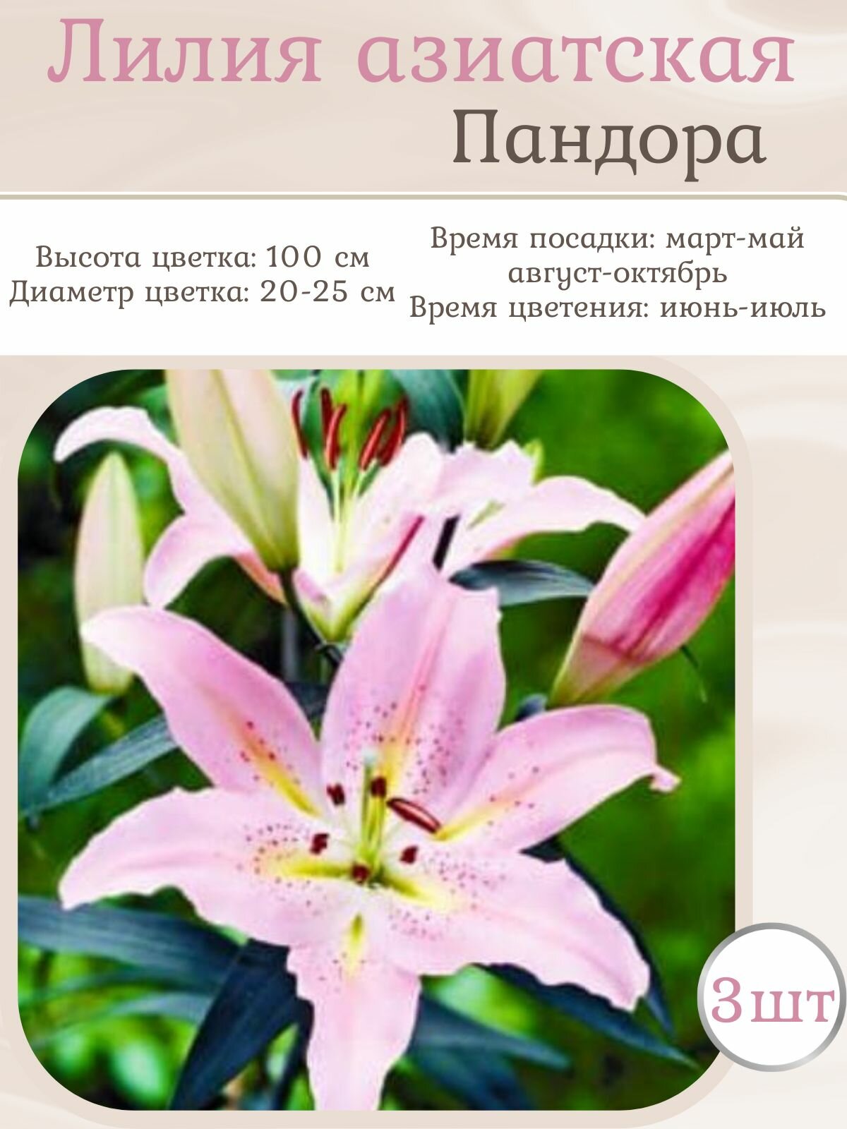 Лилия Азиатская, многолетние цветы, луковицы 3 шт
