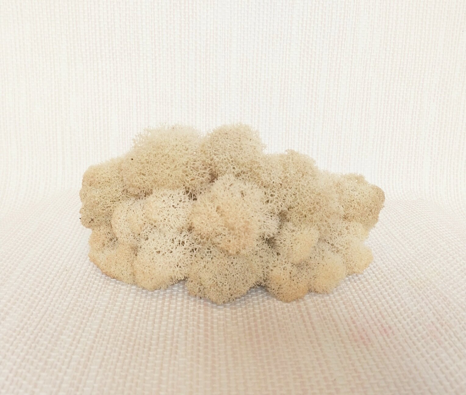 Ягель стабилизированный Слоновая кость от Norwegian Wood