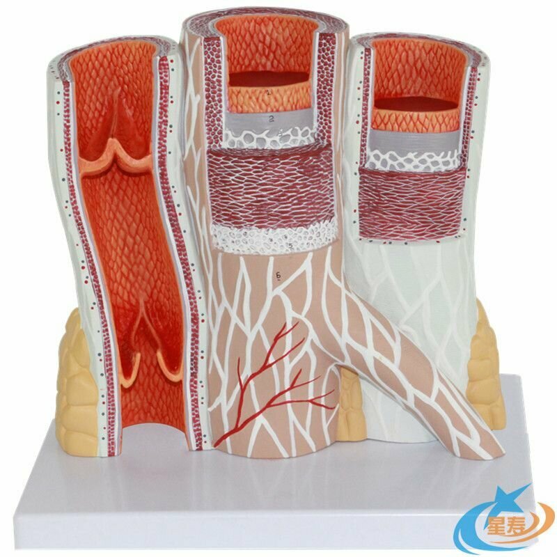 Модель кровеносного сосуда человека