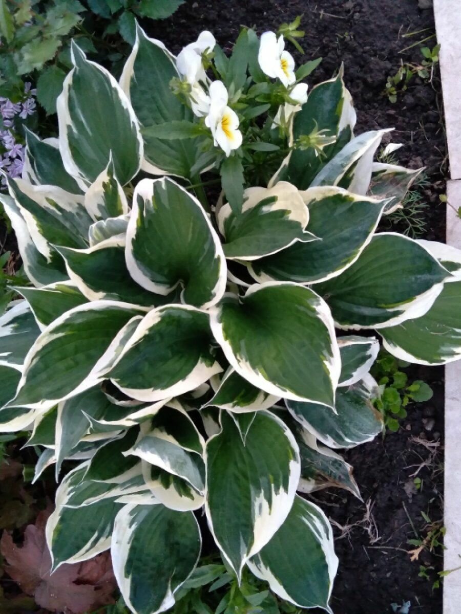 Хоста Минитмэн (SM) / Саженцы хосты M (средние, 30-64 см)