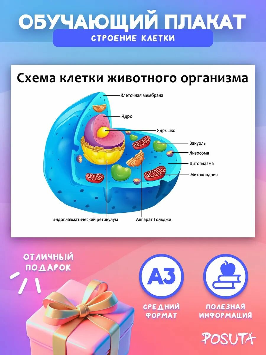 Обучающие постеры Строение клетки