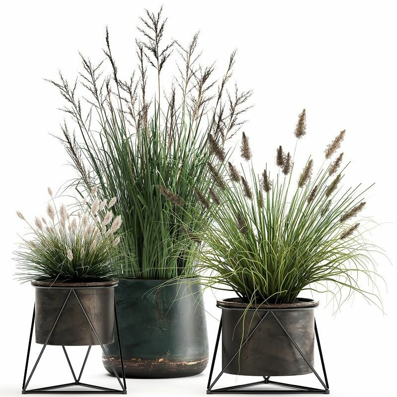 Молиния голубая, Декоративная трава, семена 10шт