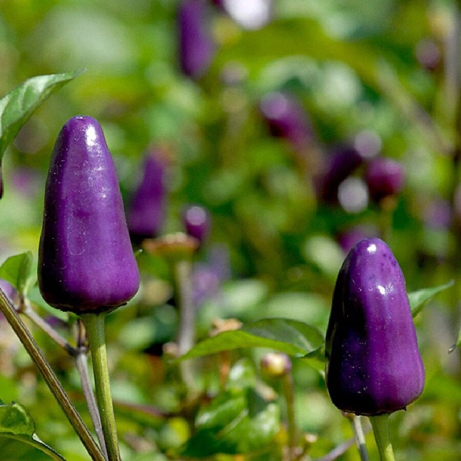Семена Деодар Перец острый Ecuador purple 5 шт.