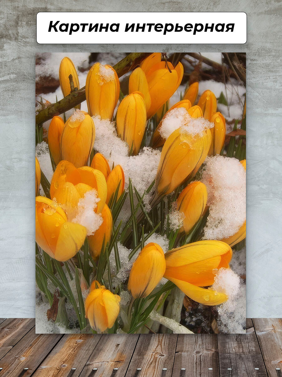 Картины для интерьера 50х70 Тюльпаны в снегу весна