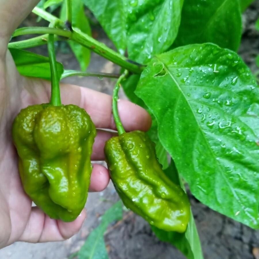 Семена Деодар Перец острый Big Reaper Mustard 5 шт.