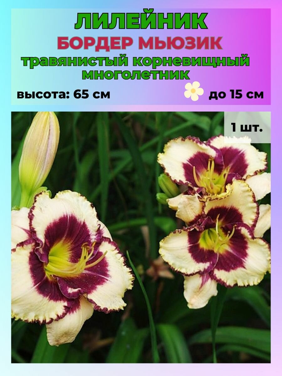 Лилейник Бордер мьюзик, корневище 1 штука