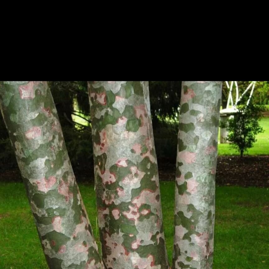 Семена Сосны Бунге, 10 штук