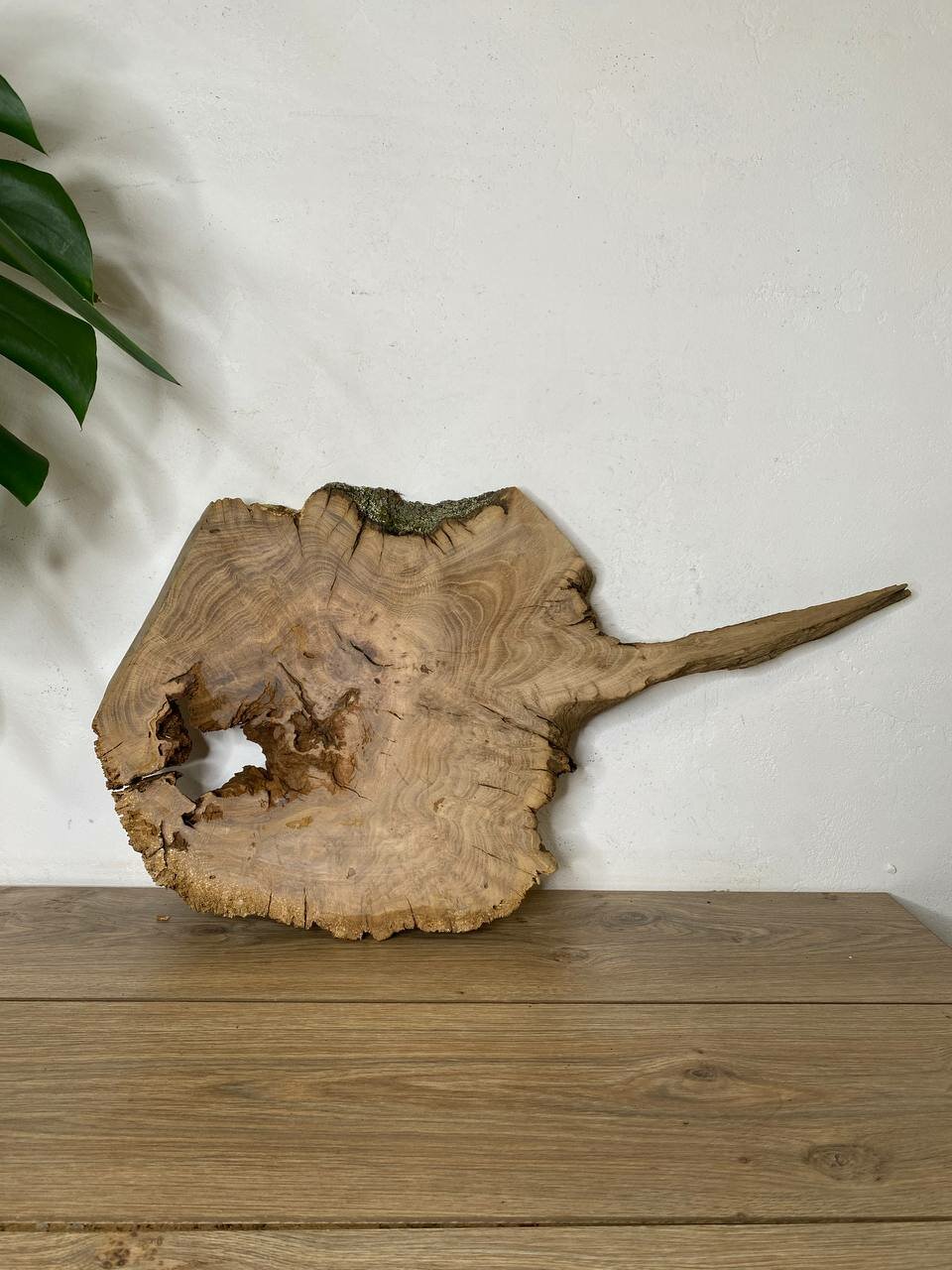 Спил дуб . Габаритные размеры 64х37х3 см. Шлифованный с 2-х сторон. артикул к1803