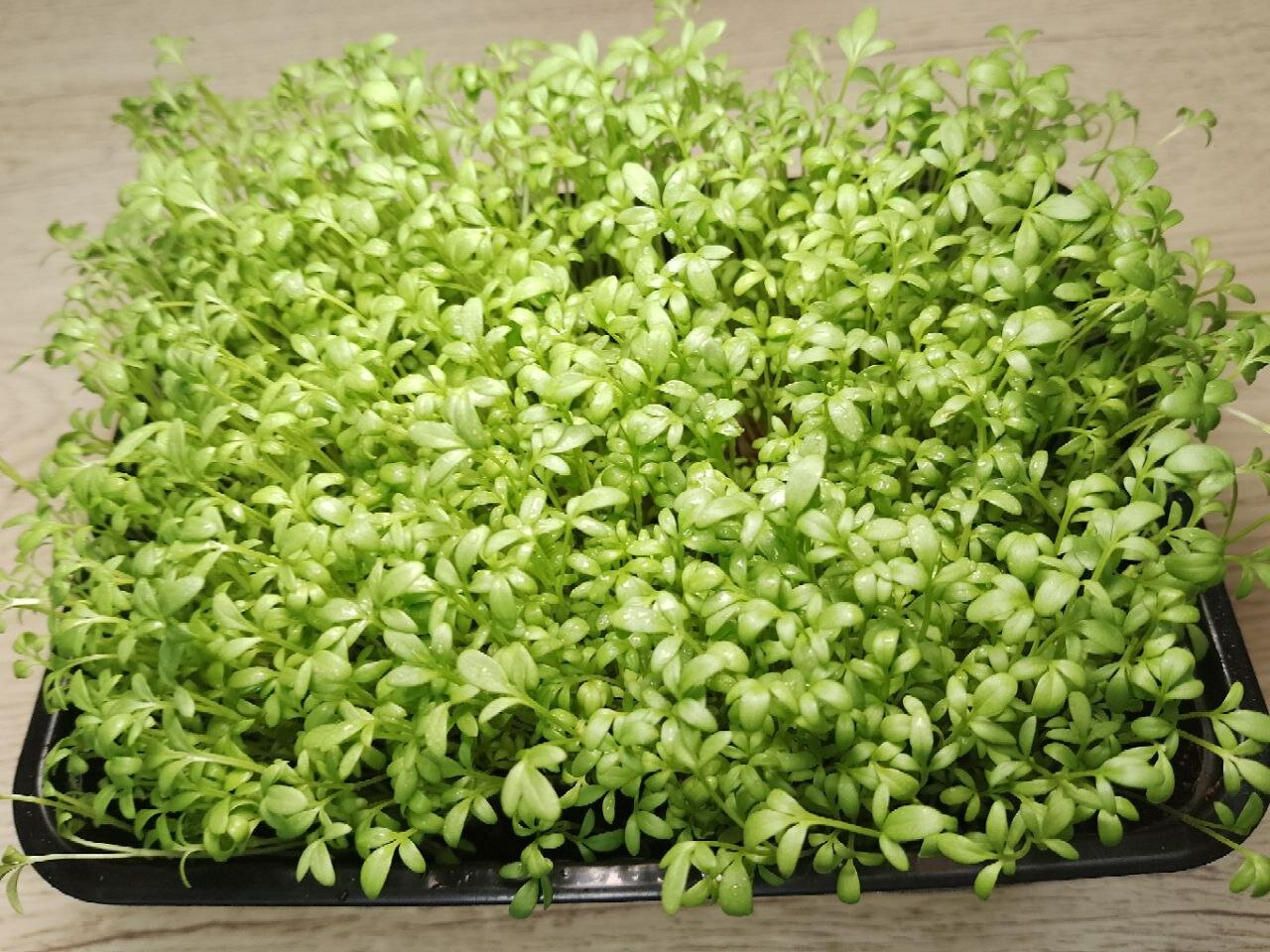 Микро кресс-салат