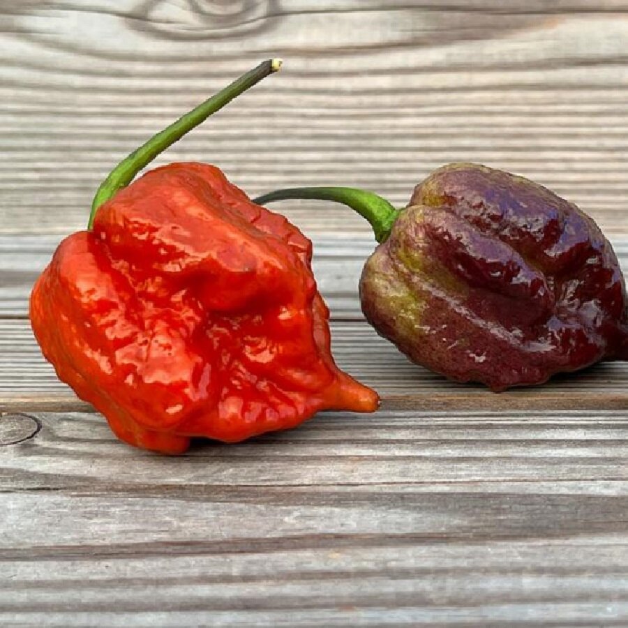 Семена Deodar SEEDS COMPANY Перец острый Blackjack Moruga Scorpion Trinidad 5 шт.