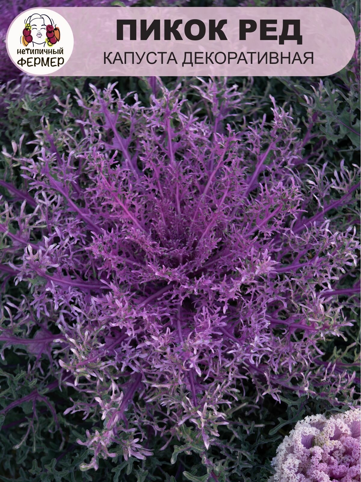 Семена декоративная капуста Пикок Ред (10шт), "Нетипичный фермер"