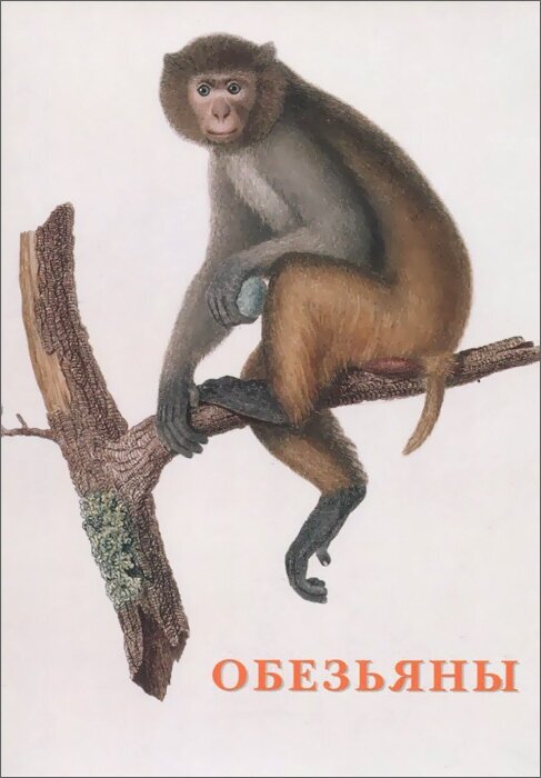 Набор открыток Обезьяны