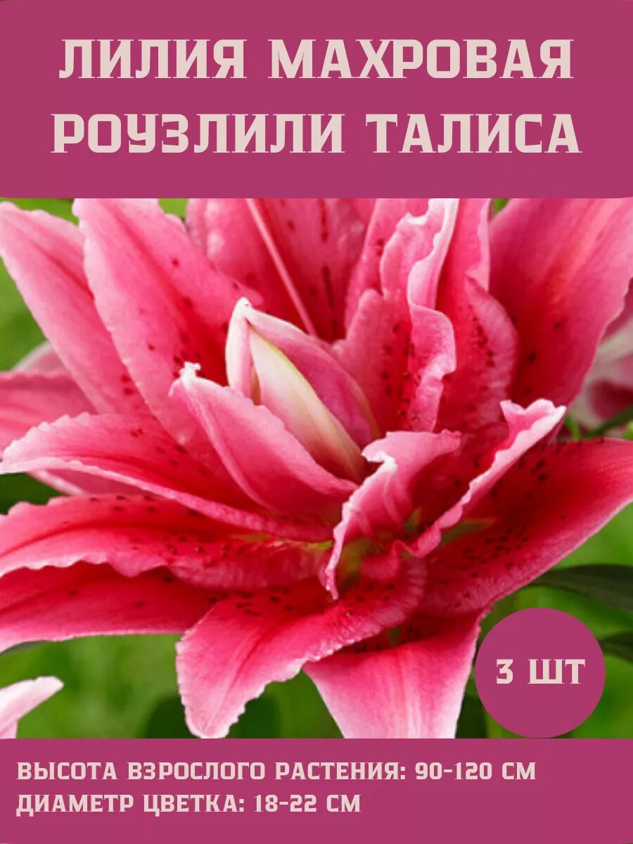Восточная лилия; Луковицы лилий: Лилия махровая