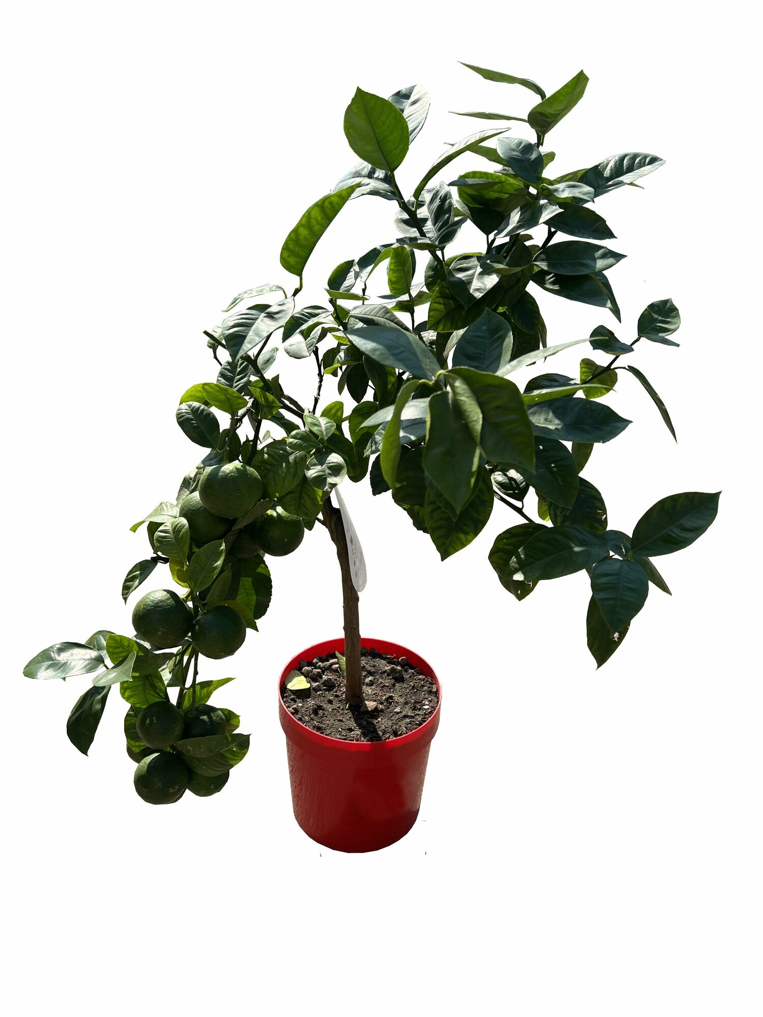 Радужный Лимон Аркобал или Аркобалено - C. meyerii x c. sinensis doppio sanguigno D24 H70