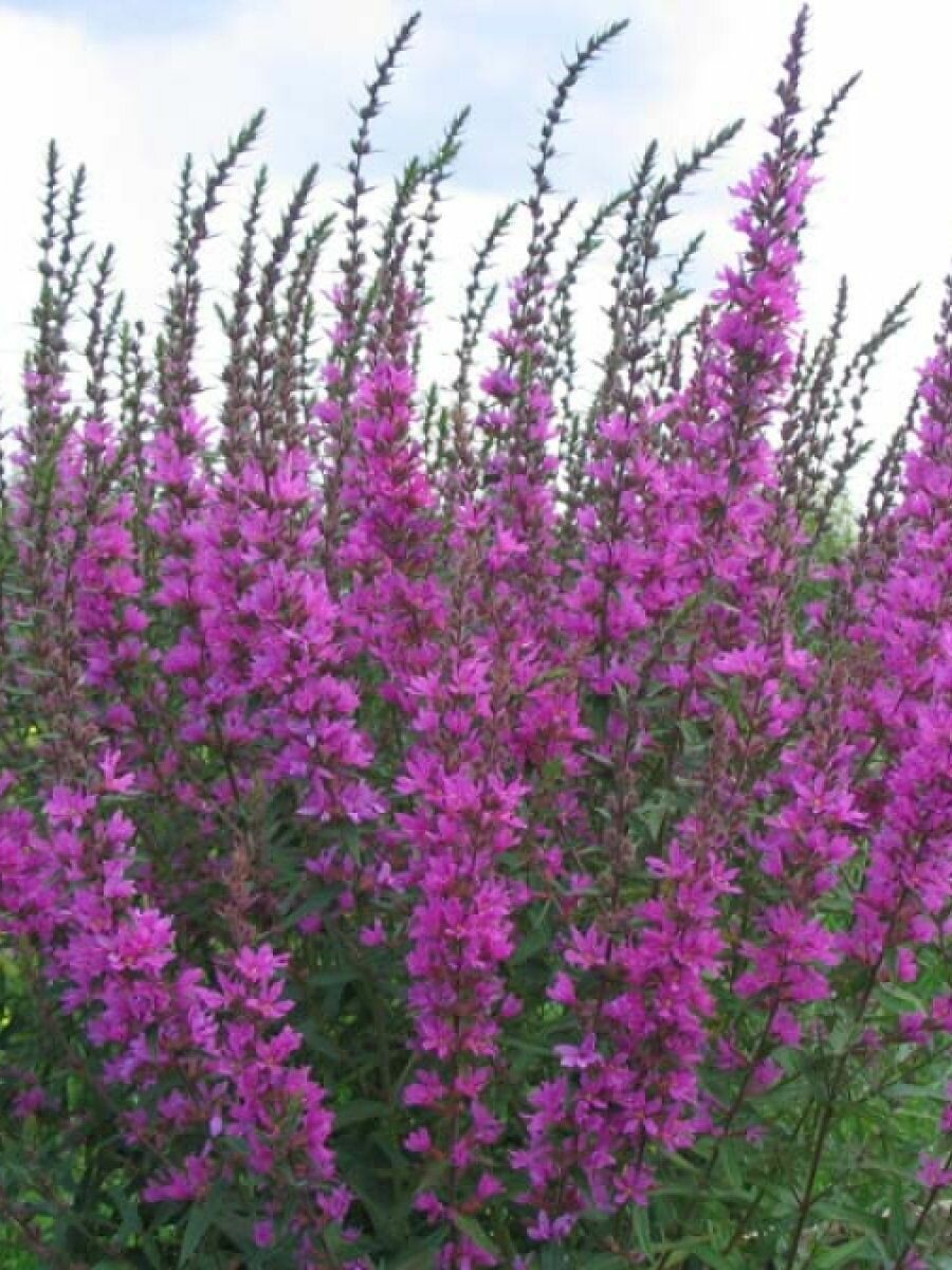 Дербенник иволистный Свирл