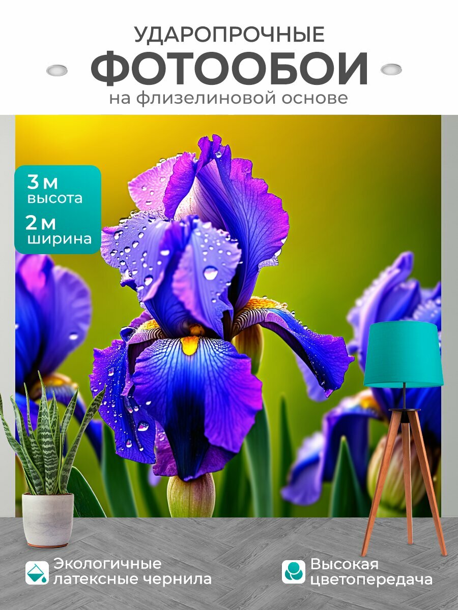 Фотообои моющиеся ударопрочные "Ирисы в каплях росы на рассвете" 300x300 см. флизелиновые на стену