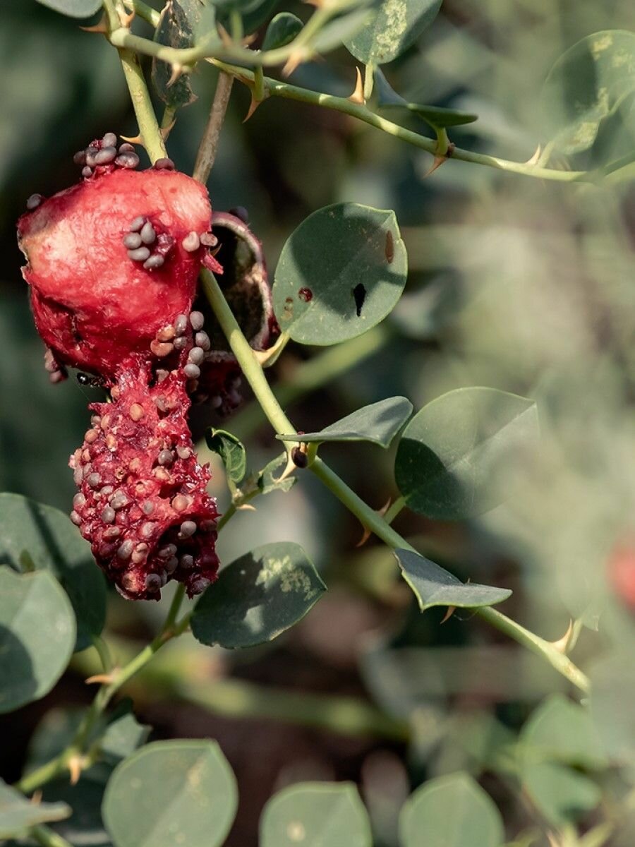 Каперсы колючие семена 10 штук