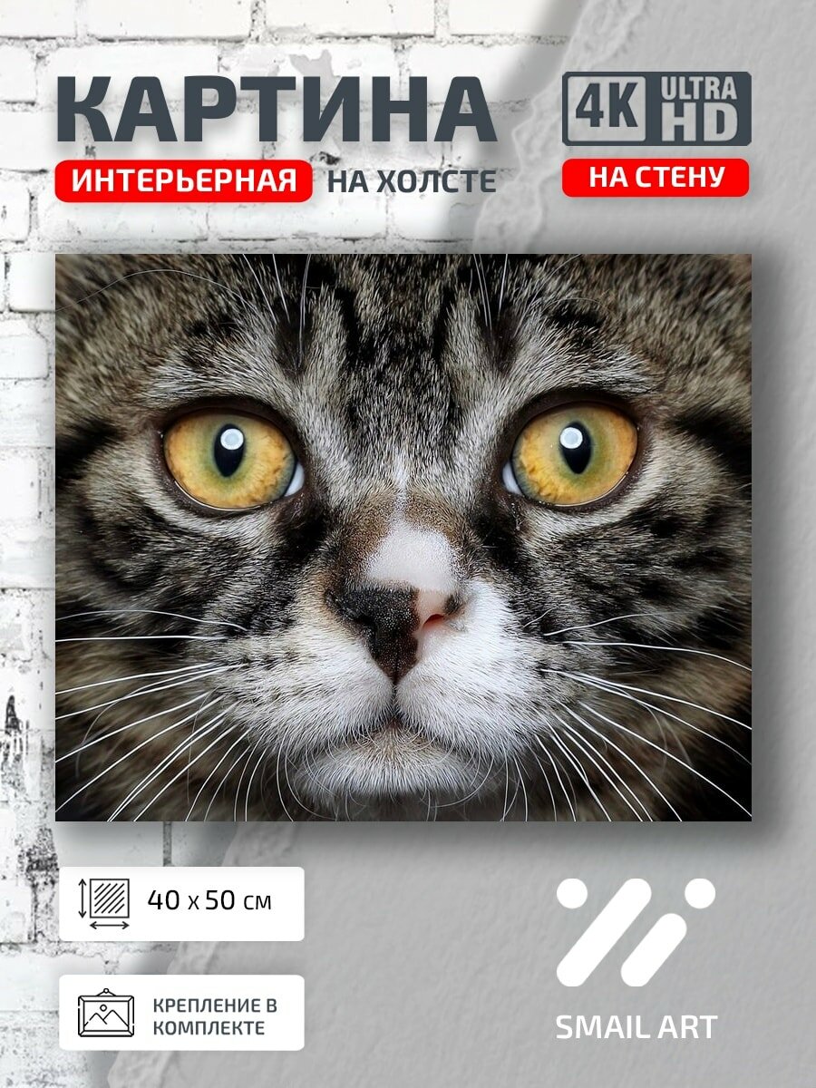 Картина на холсте интерьерная 40 на 50 на стену Животные Кот для студии атмосфера