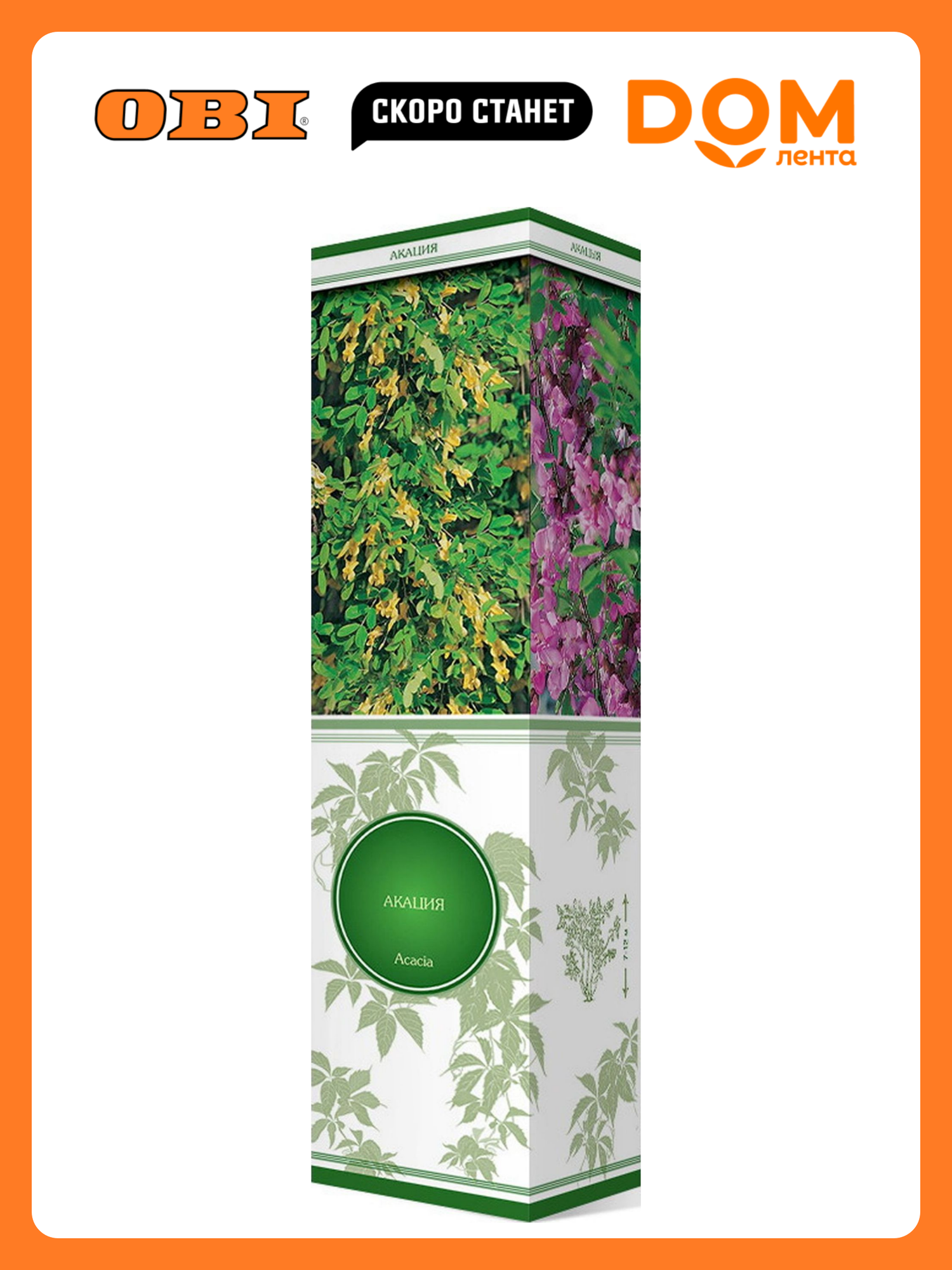 Саженец Акация белая С1 Н37