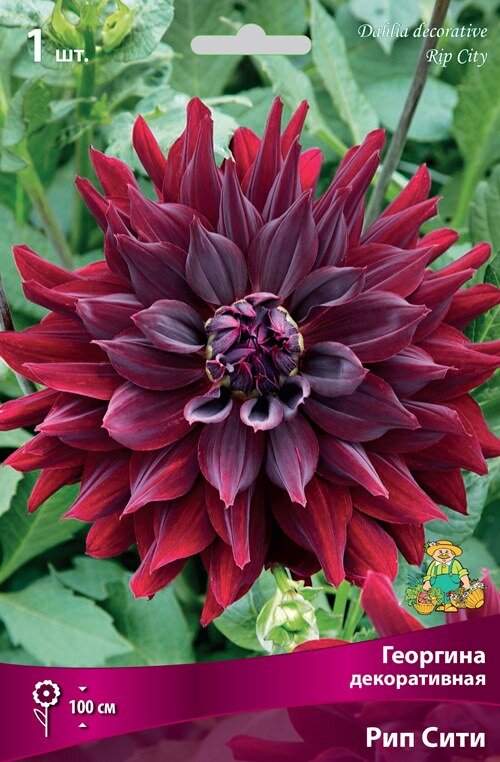 Георгин декоративный рип-сити поиск, многолетник, высота 60см