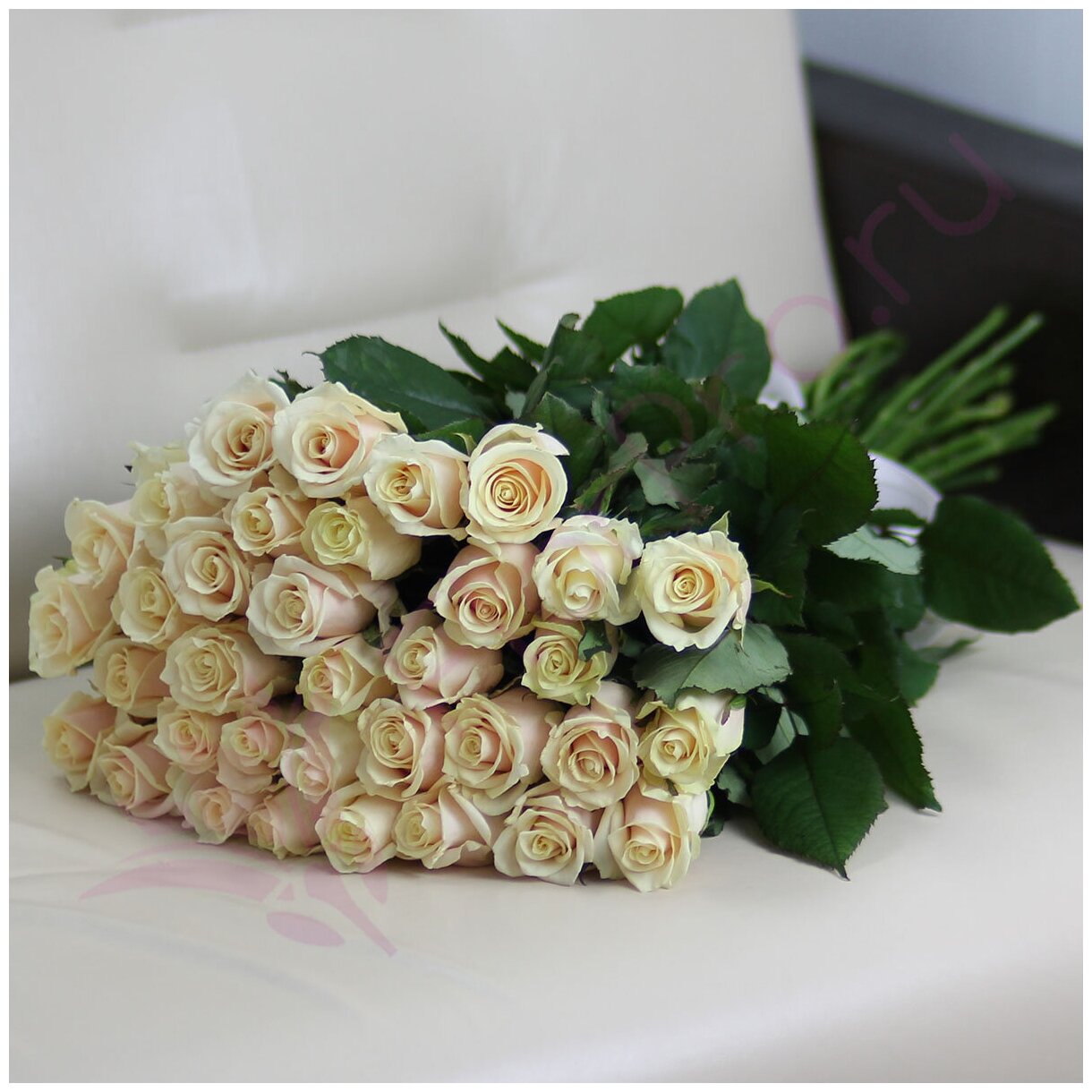 Цветы живые букет Flor-Pro Flowers из 35 кремовых роз Талея 80 см с атласной лентой