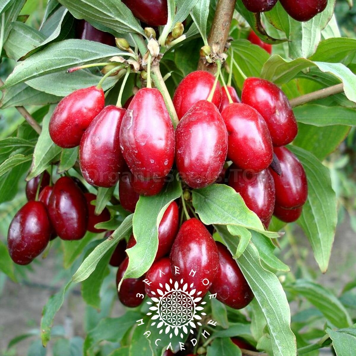 Семена Кизил обыкновенный - Мужский кизил (лат. Cоrnus mas) 15 шт