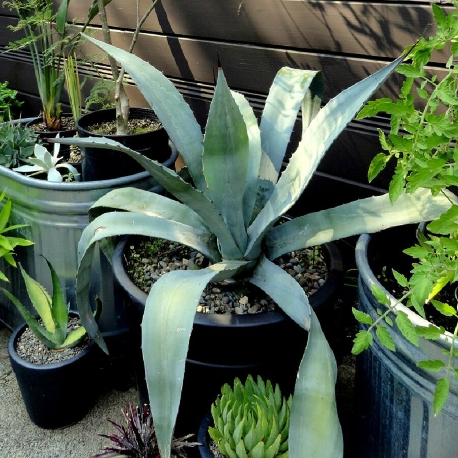 Агава Вильморена, Agave Vilmoriniana, семена