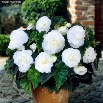 Бегония Дабл Уайт (1 клубень), Нидерланды