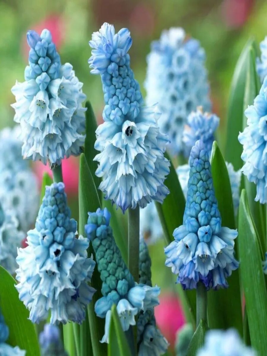 Мускари лазурные, 10 луковиц