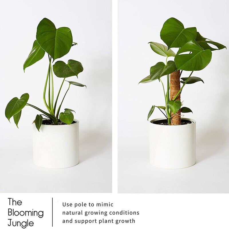 Палочки из кокосовой пальмы — поддерживают рост комнатных растений