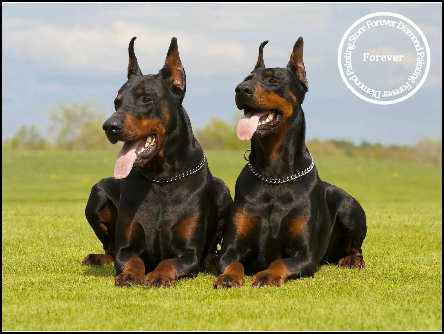 Картина алмазной мозаикой на подрамнике "Доберман-пинчер" круглые бриллианты 40х50см