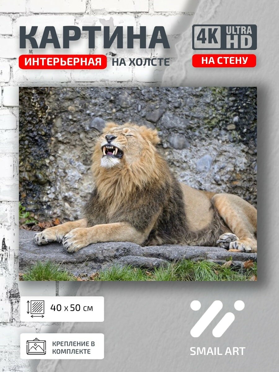 Картина на холсте интерьерная 40 на 50 на стену Лев скулит для кабинета атмосфера