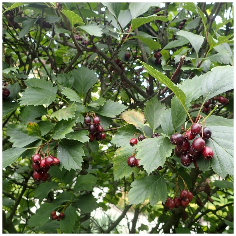 Семена Орешка Боярышник Дугласа 30 ШТ