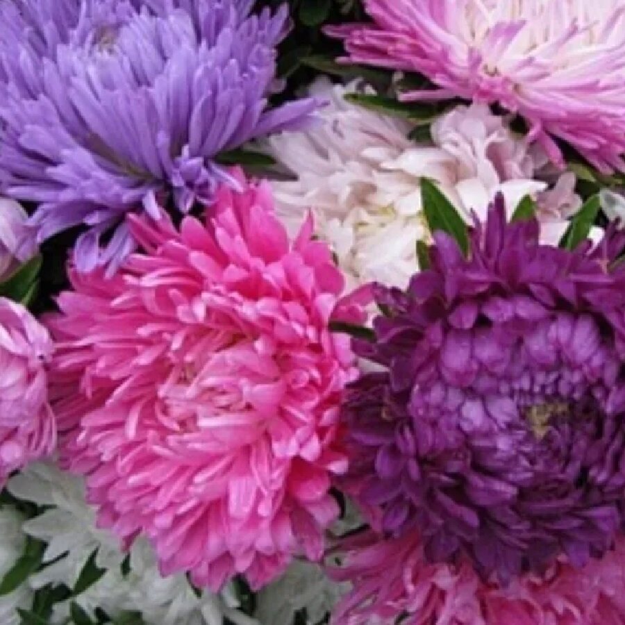 Семена Deodar SEEDS COMPANY Астра Американская кустовая 30 шт.