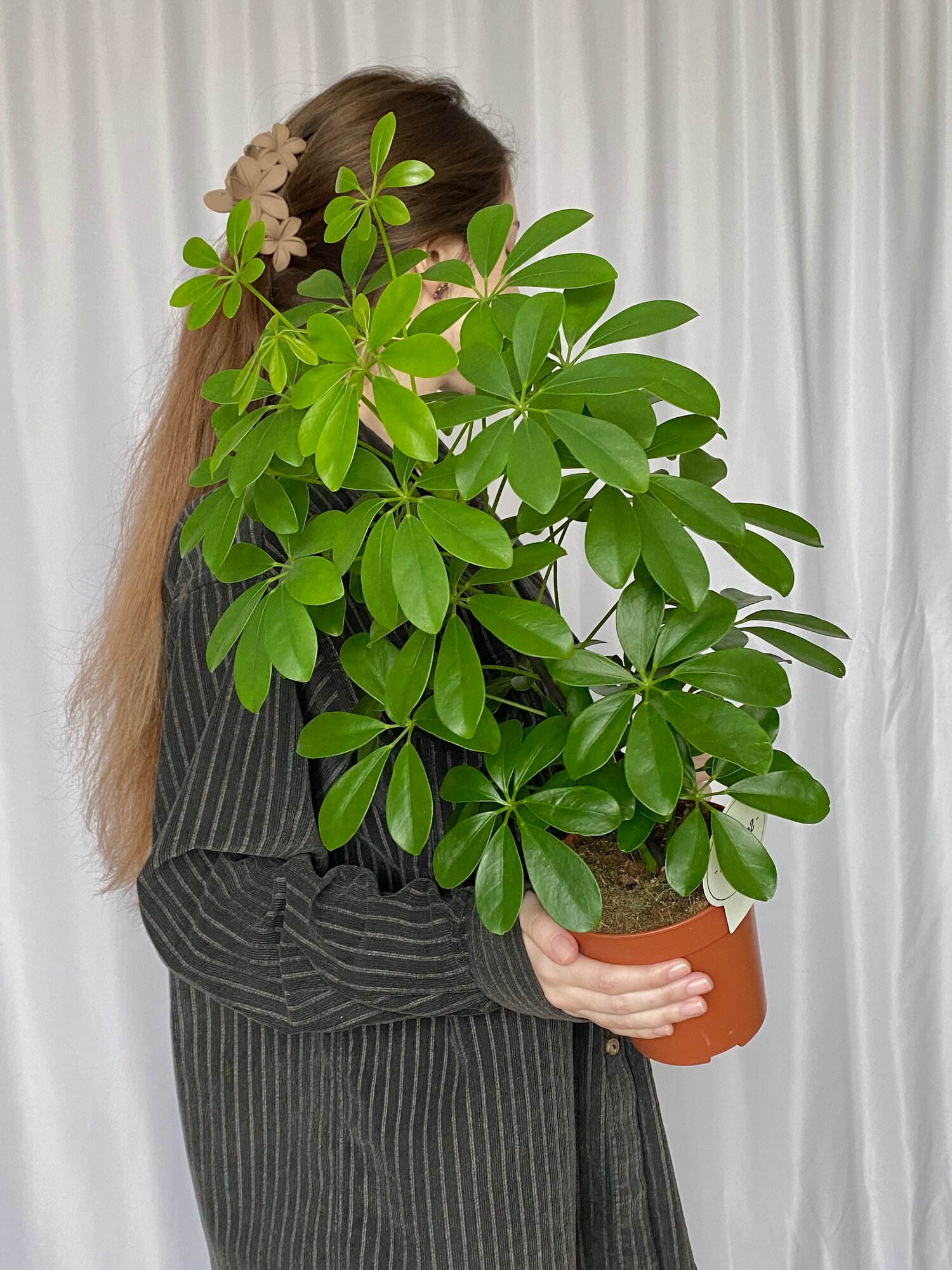 Шеффлера "Нора" на штамбе, 45 см, настольная, напольное размещение