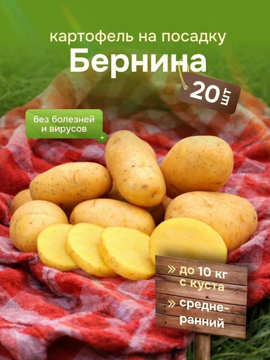 Семенной картофель на посадку Бернина 20 шт (среднеранний)