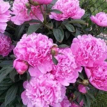 Пион Александр Флеминг (1 корневище в пакете с торфом), Нидерланды